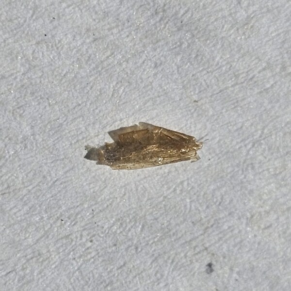 Raiz de Bardana a Granel 450g - 900g / Arctium Lappa / Chá de Ervas ...