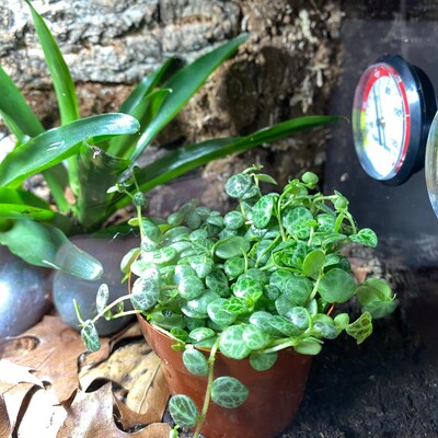 Flapjack Succulent, Paddle Plant, Kalanchoe Luciae, Live Plant in 4 ...