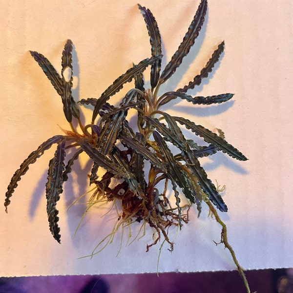 Bucephalandra Sp Silver Submerged Grown Aquarium, Terrarium, Paladarium ...