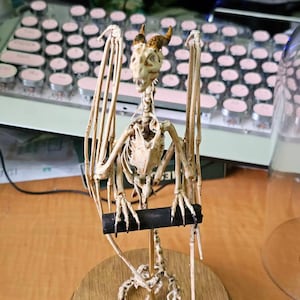 Bat Winged Demon Skeleton, Curiosity Cabinet - Etsy