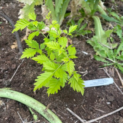 Curry Leaf Tree sweet Neem Live Plant - Etsy
