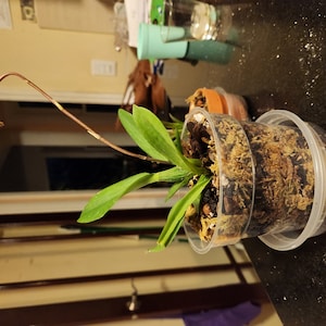 Mini Orchids Rare Perfect for Terrariums, Lonopsis, Mini Vandas, Mini ...