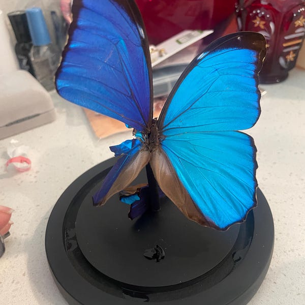 Preserved Blue Morpho Menelaus Butterfly in Glass Dome - Etsy