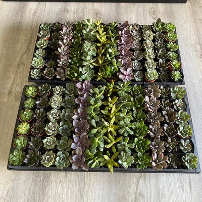 150-pack 1.75 Mini Assorted Succulents Perfect for Fairy Gardening & Wedding Favors - Etsy