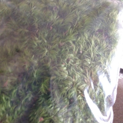 Live Frog Moss Mood Moss Pads Dicranum for Terrarium or Vivarium Quart ...