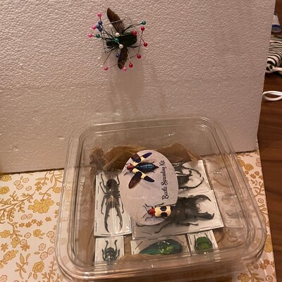 Beetle Mounting Kit for Beginners, With Real Beetles and Tools - Etsy