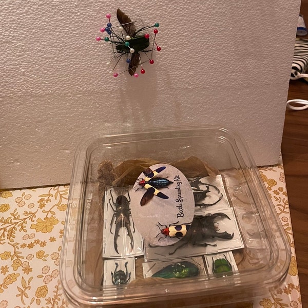 Beetle Mounting Kit for Beginners, With Real Beetles and Tools - Etsy
