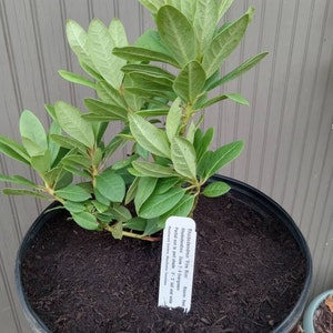 Viburnum Plicatum 'popcorn' Live Plant Perennial Shrub White Snowball ...