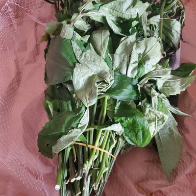Green SEEDS african Spinach, Efo Tete, Callaloo, Amaranthus Hybridus ...