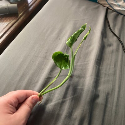 Marble Pothos Cutting Plant Cutting Pothos Cutting Single Node ...
