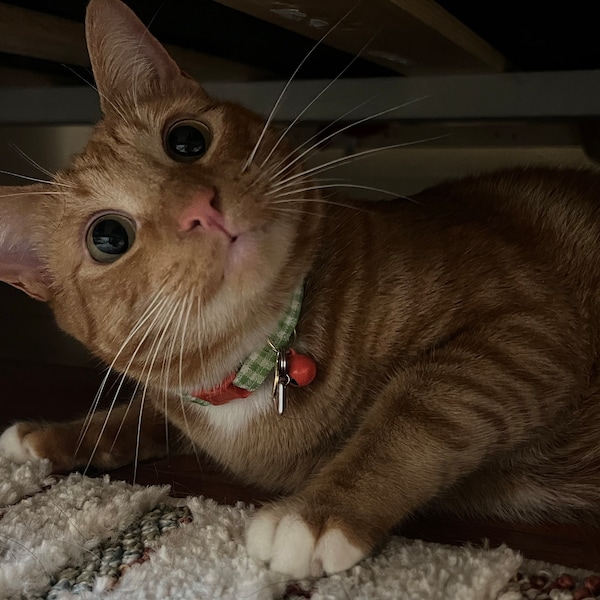 Clementine Cat Collar, Green Gingham Cat Collar With Clementine Charm ...