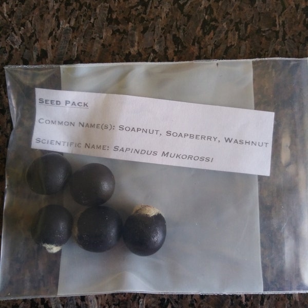 Maqui Seeds - 15 Organic Wild Harvested Maqui / Chilean Wineberry ...