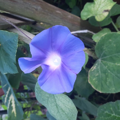 Quinine, Wild american Feverfew 50 Seeds Heirloom Herb Traditional ...