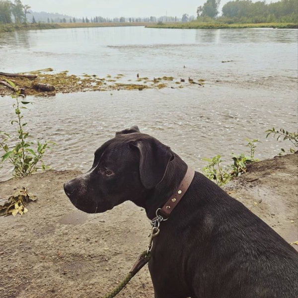 Dog Harness / Biothane Harness / Puppy Harness / Waterproof / Two Tone ...