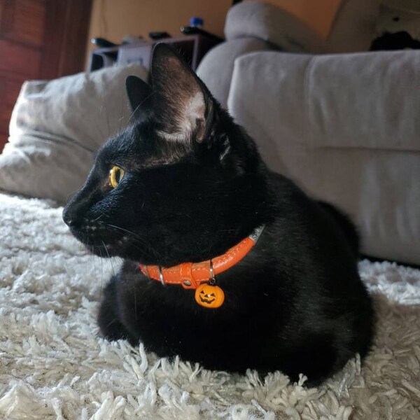 Halloween Cat Bell – Cute Pumpkin (pumpkin Bell) - Etsy