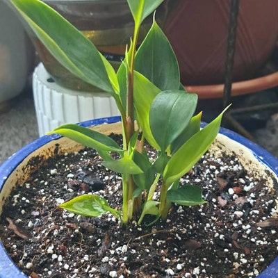 Golden Brush Dwarf Ginger Burbidgea Schizocheila - Etsy