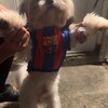 Barcelona Personalised Pet Tank Top FC 24/25 With Original FC Logo (dog ...