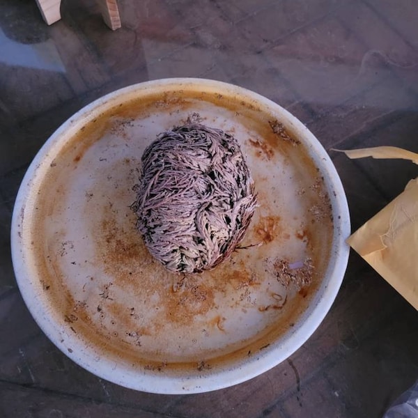 Jericho Flower - Rose of Jericho, Resurrection Flower, Whole Dried Herb ...