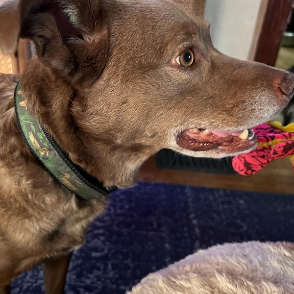 Handmade Duck Collar. Coco Collar. Green and Brown Jacquard Ribbon. for ...