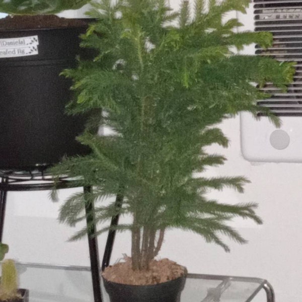 Mican Philodendron Velvet Leaf Philo Indoor & Outdoor Live Tropical ...