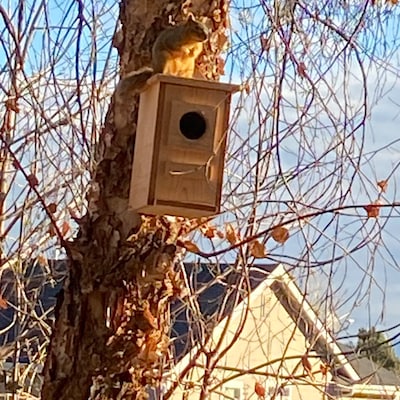 Extra Large Squirrel House, Squirrel House, Cedar Squirrel House ...