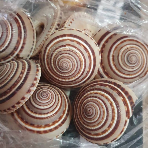 Sundial Seashells (10 PC) - Brown Swirl Shells - Seashell Supply ...
