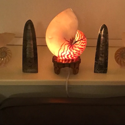Nautilus Shell Light Tonna Shell Light Coastal Seashell Light Conch ...