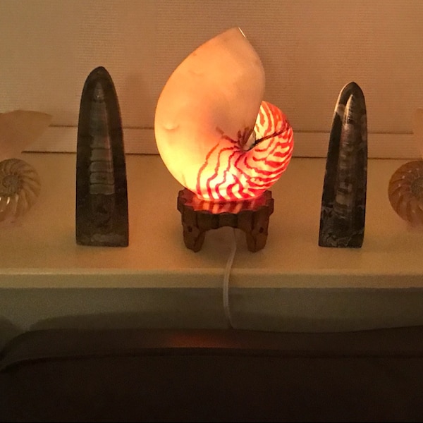 Nautilus Shell Light | Tonna Shell Light | Coastal Seashell Light ...