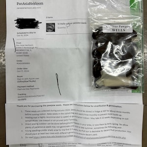 10 Rishi Ridge Gourd Seeds Indian Angled Loofah Luffa Acutangula Non ...