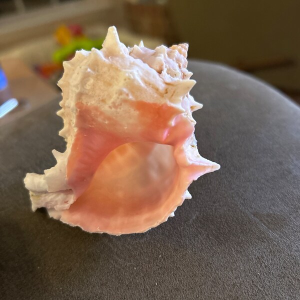Pink Murex Sea Shell 3-4", Pink Mouth Murex Shell, Beach Decor ...