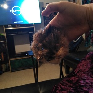 Freeze Dried Yak Feet for One Taxidermy Yak, Deer Antlers, Taxidermy ...