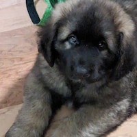 English Shepherd Car Decal, English Shepherd Magnet, English Shepherd ...