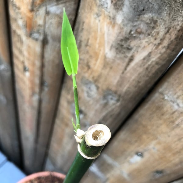 Blue Timber Clumping Bamboo/bambusa- 1 Value Priced Division - Approx ...
