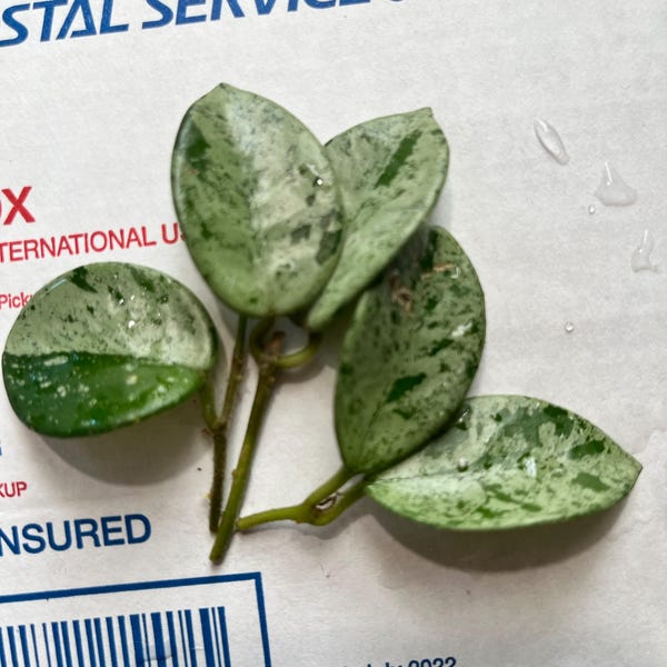 Hoya Mathilde Splash/silver UNROOTED - Etsy