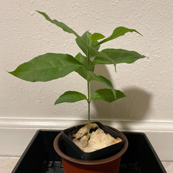 Grumichama Grumixama Eugenia Brasiliensis Brazilian Cherry Tropical ...