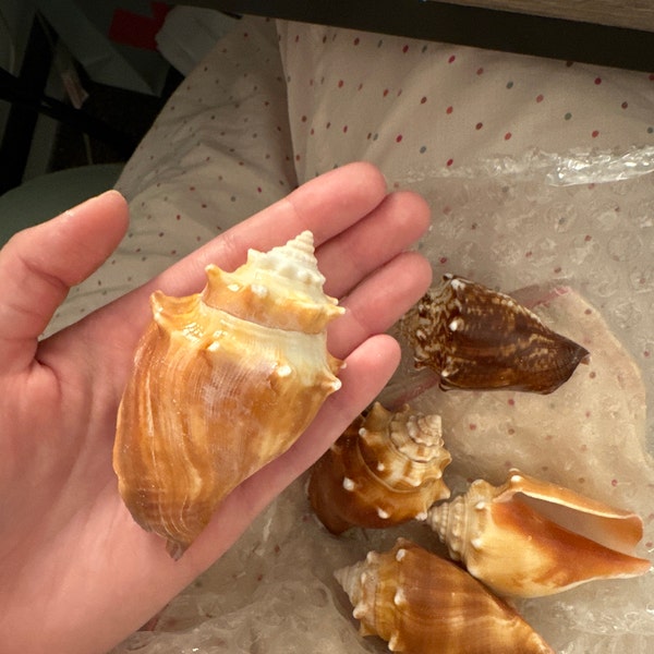 Natural Florida Apple Murex Shell 1 EA, Craft Shells, Real Seashells ...