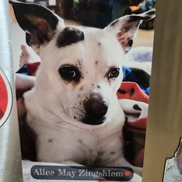 Custom Cheerleading Cheer Player Name Magnet - Team Colors ...