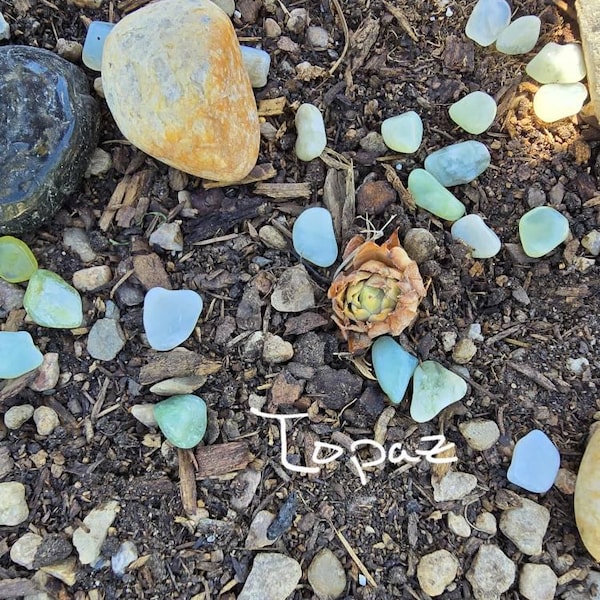 Sedum Solar Spice, Stonecrop Succulent, Cold Hardy Evergreen Carpet ...