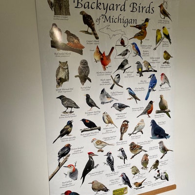 Birds of Michigan Backyard Birding Identification Picture Print/ Great ...