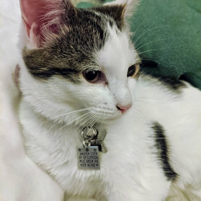 Hand Stamped Cat ID Tag-indoor Cat Tag-tag for Kitty-hand Stamped Cat ...