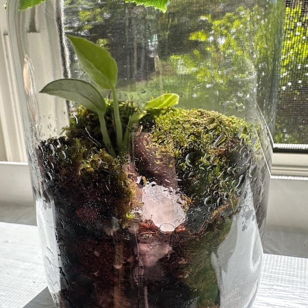 Build Your Own Terrarium Kit | Plant Gift Idea - Etsy