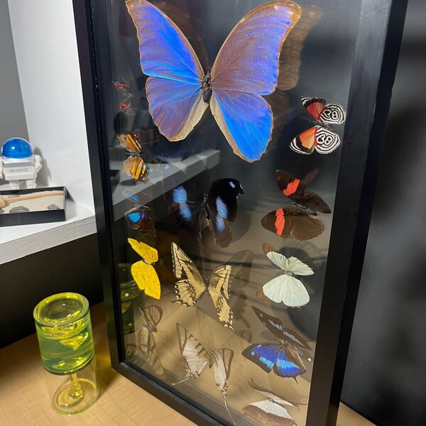 Set Mix Beetle Real Insect Taxidermy Entomology Wood Box Display Home ...