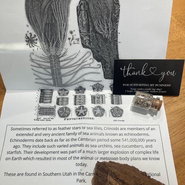 Star Crinoids From Southern Utah. - Etsy