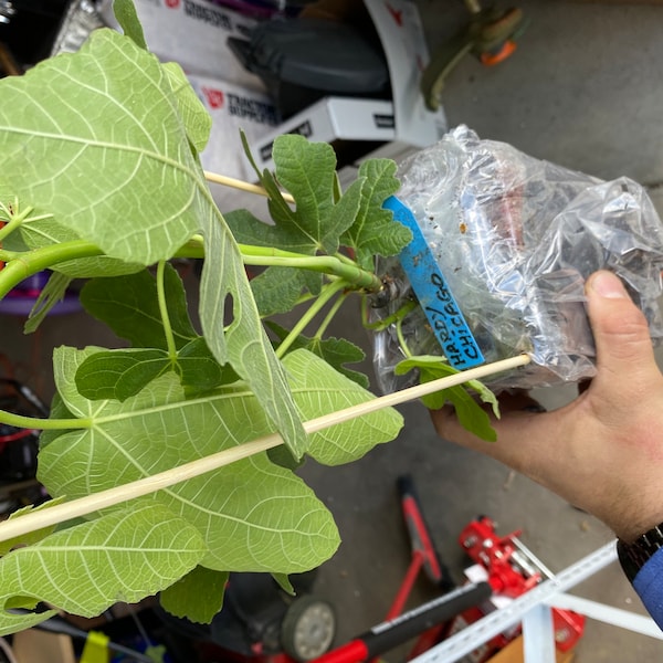 Fig Trees for Sale, Multiple Varieties Available. Well Rooted in Deep 4 ...