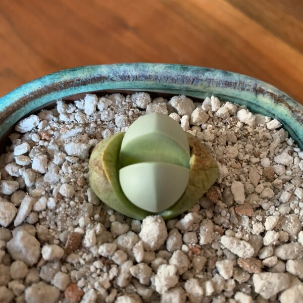 Limited Rare Lithop Succulent Gibbaeum Heathii / Lithops Living Stone ...