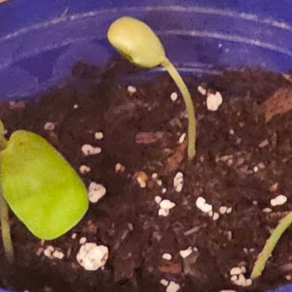 HEAVEN BLUE MILKWEED Tweedia Seeds - Rare Blue Milkweed / Blue Milkweed ...