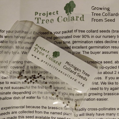 3 Merritt Tree Collard Cuttings - Etsy