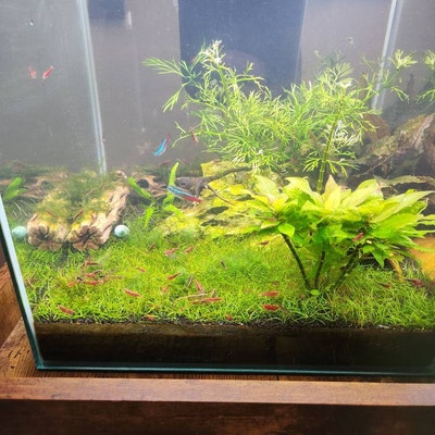 X2 Subwassertang Moss on Cholla Wood Shrimp Hideout & Betta Aquarium ...