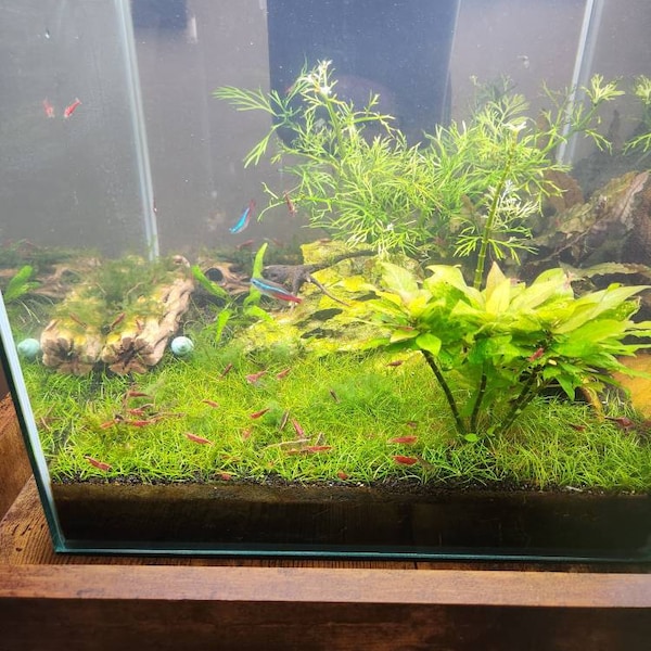 X2 Subwassertang Moss on Cholla Wood - Shrimp Hideout & Betta Aquarium ...