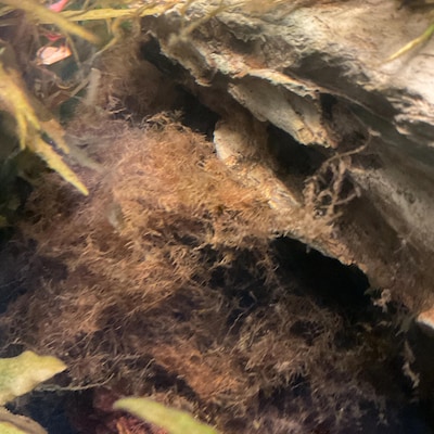 Selaginella Erythropus Sanguinea Red Ruby Club Moss Live Terrarium ...